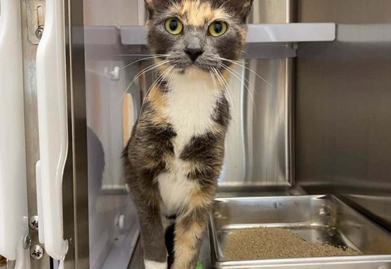 La Ville de Sainte-Julie soutient les animaux domestiques